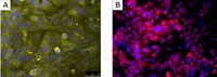 Assay Ready Mouse HL-1 Cardiac Muscle Cell Line | SCCAR10065-1VL